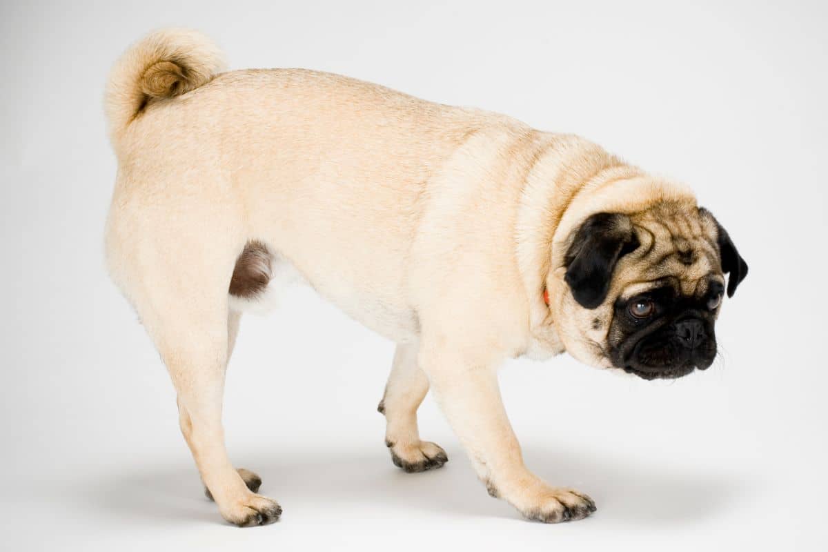 8 Common Dog Tail Types Explained (with Examples) - DogVills