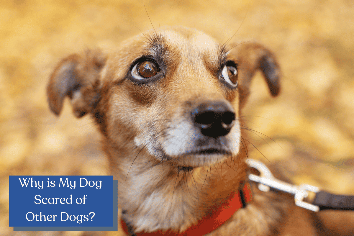 Why is My Dog Scared of Other Dogs? - DogVills